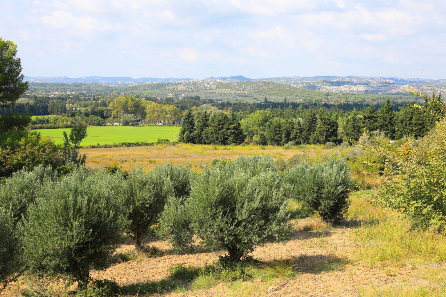 Olisone Extra Virgin Olive Oil Review (9.8/10) | LIDL Olivar ...
